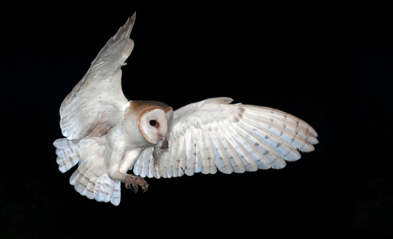 Alula, la penna che ha ispirato i flap degli aeroplani