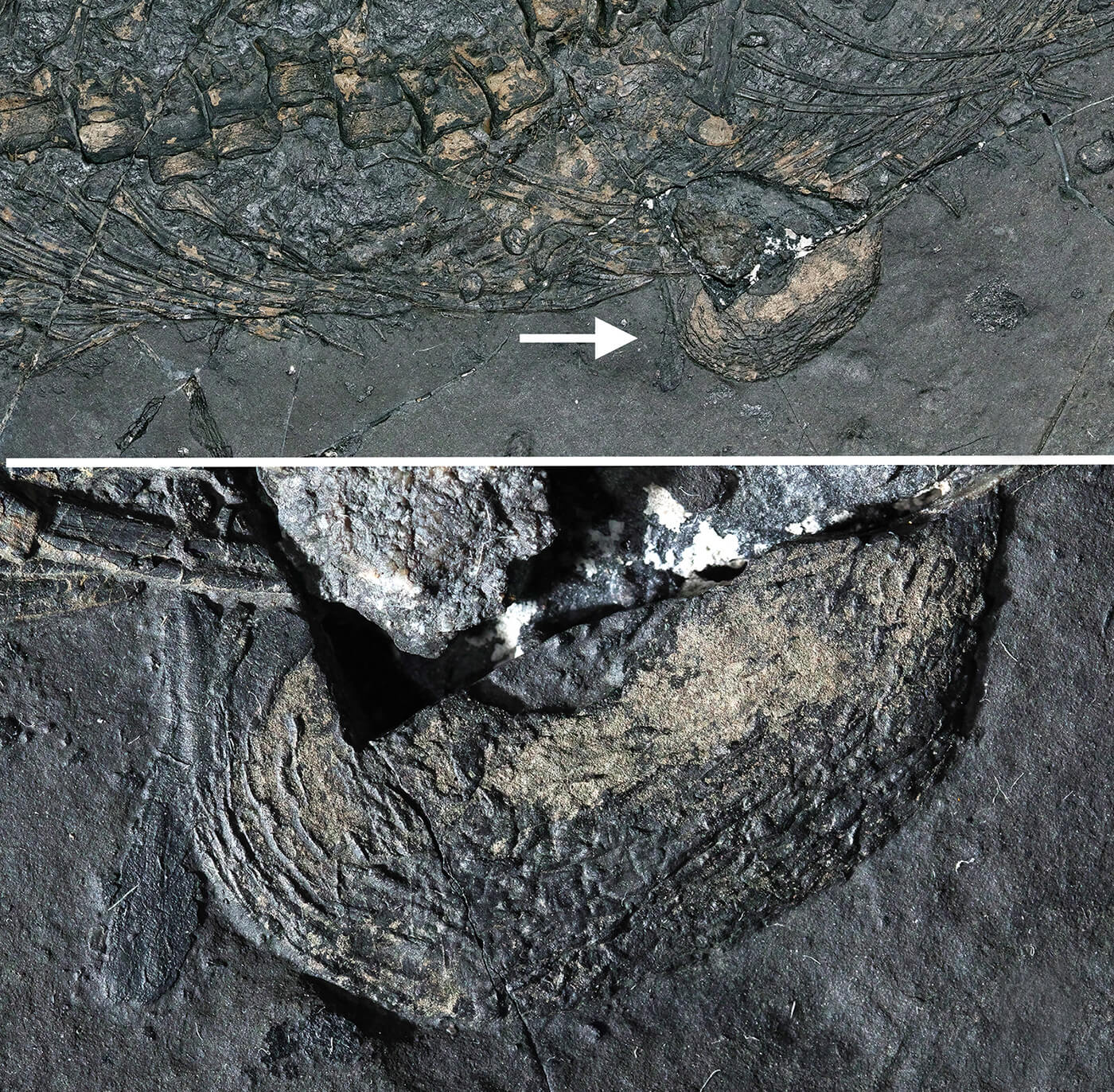 Ricostruito l'identikit del mixosauro