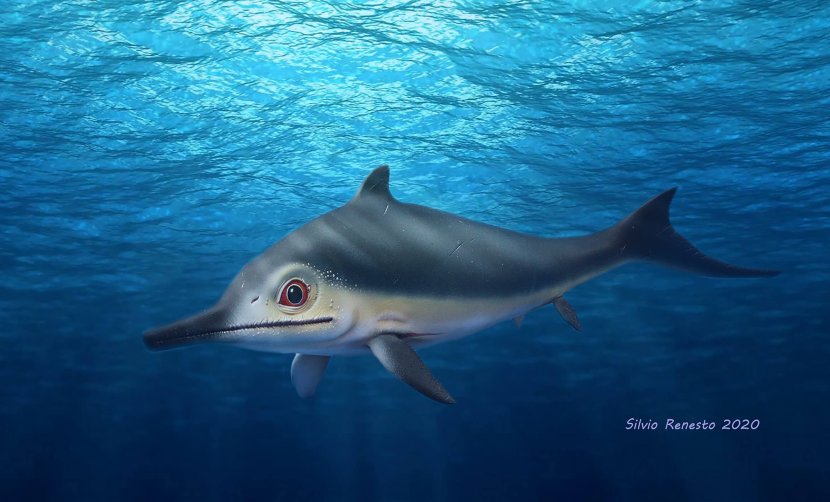 Ricostruito l'identikit del mixosauro