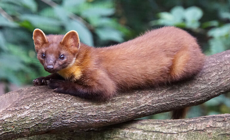 Prede e predatori, allocco e martora