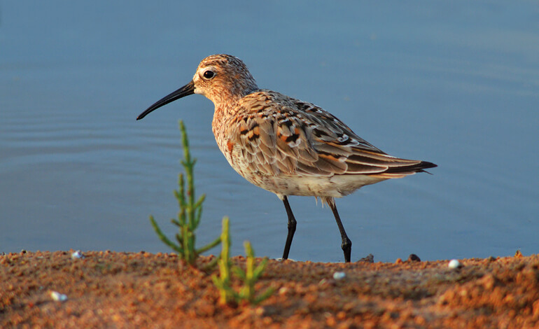 Gli occhi degli animali visione a tutto tondo