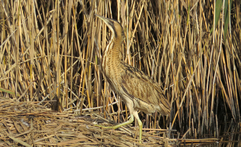 L'antico Lago Prile, oggi Riserva Naturale Diaccia Botrona