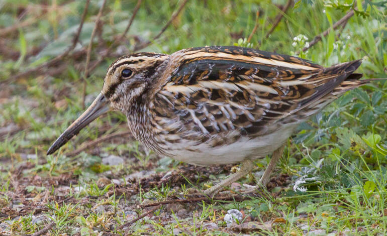 Frullino, un piccolo Beccaccino, molto elusivo