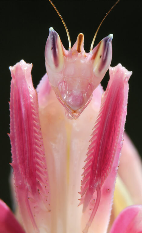 L'amore si conquista... a testate!