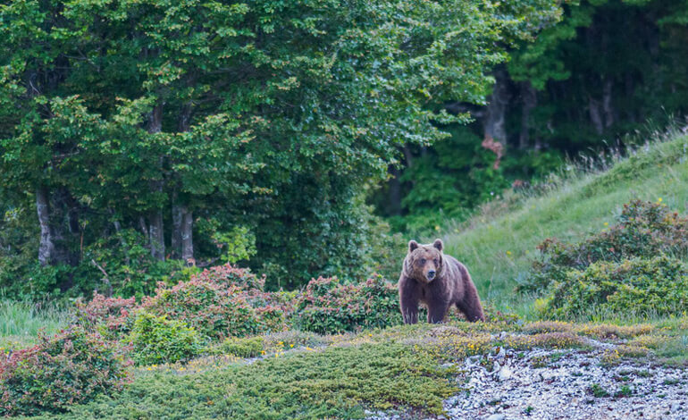Sulle tracce dell’orso marsicano