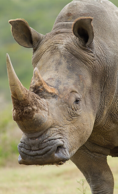 Il segno distintivo sul capo
