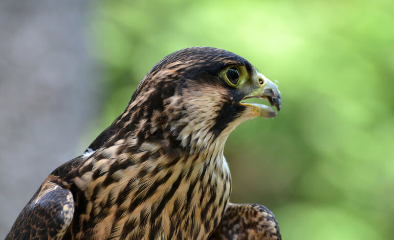 Il falco pellegrino in picchiata e la spirale logaritmica