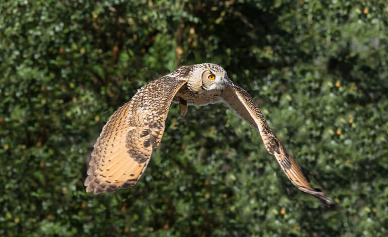Il Festival dei gufi è on-line oggi, non perderlo!