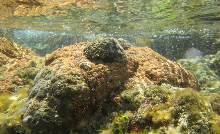 Nati i primi “giovanili” di Patella ferruginea