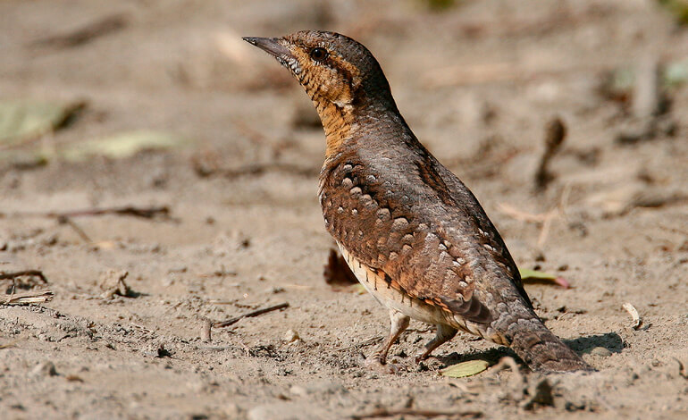 Torcicollo , un picchio travestito da passero