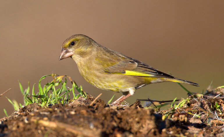 Verdone, a stretto contatto con l’uomo