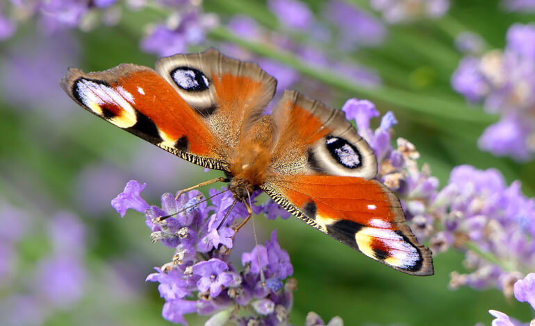 Salviamo le farfalle con un click