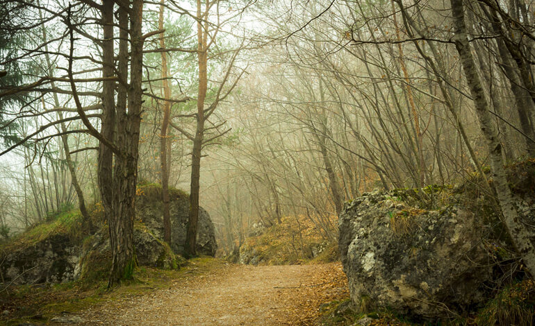 Il patrimonio delle foreste: tra conservazione e sviluppo