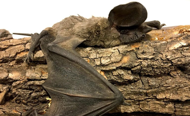Il pipistrello congelato rinvenuto in Trentino