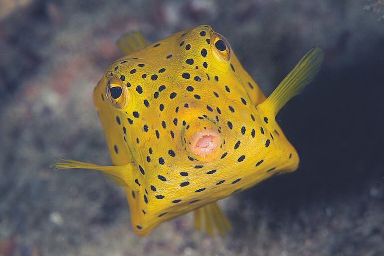 I pesci di Crystal Rock e degli altri paradisi dell'isola di Komodo