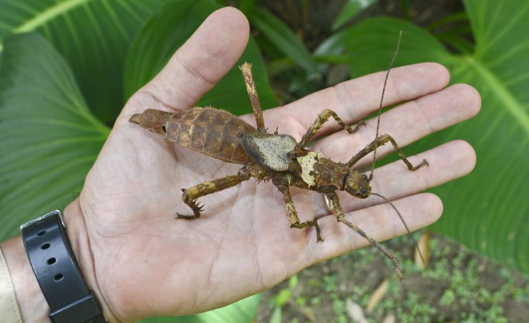 L'insetto stecco gigante non è solo grosso, è anche aggressivo
