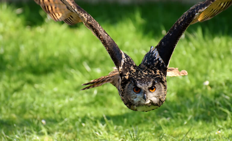Un salvavita per il Gufo reale