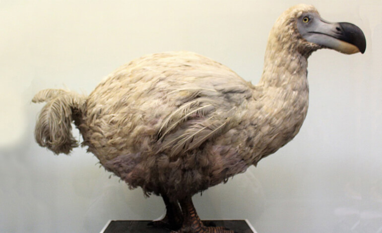 Dalla fantascienza alla realtà, l'inquietante risurrezione del Dodo