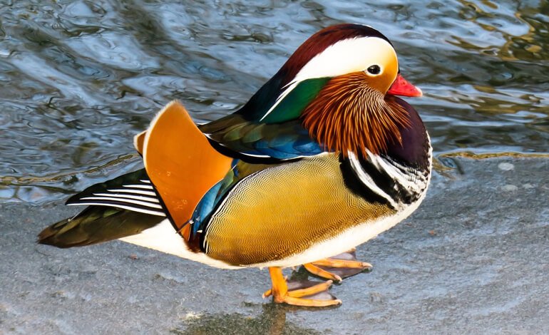 Anatra mandarina, venuta dall'Oriente