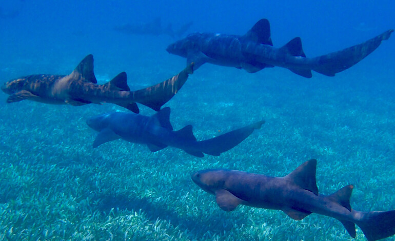 Come fanno gli squali a riposarsi, se non si fermano mai?