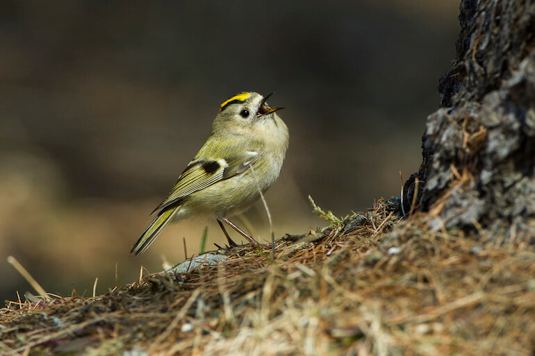 Record animali: le medaglie d'oro delle Olimpiadi ornitologiche