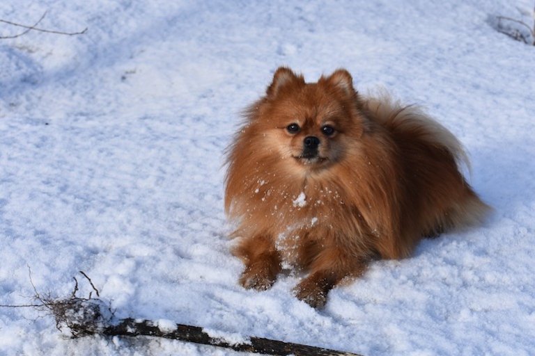 Il volpino di Pomerania: un adorabile e morbidissimo orsacchiotto