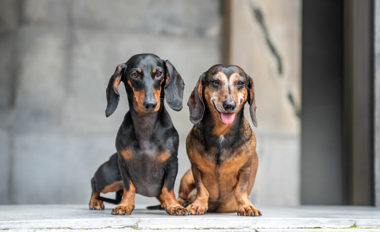 Cuor di Pelo è un rescue per bassotti, che coinvolge gli amanti della razza