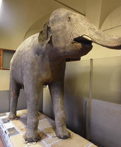 In mostra Shanti l'elefante di Napoleone