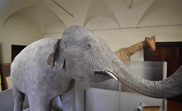 In mostra Shanti l'elefante di Napoleone