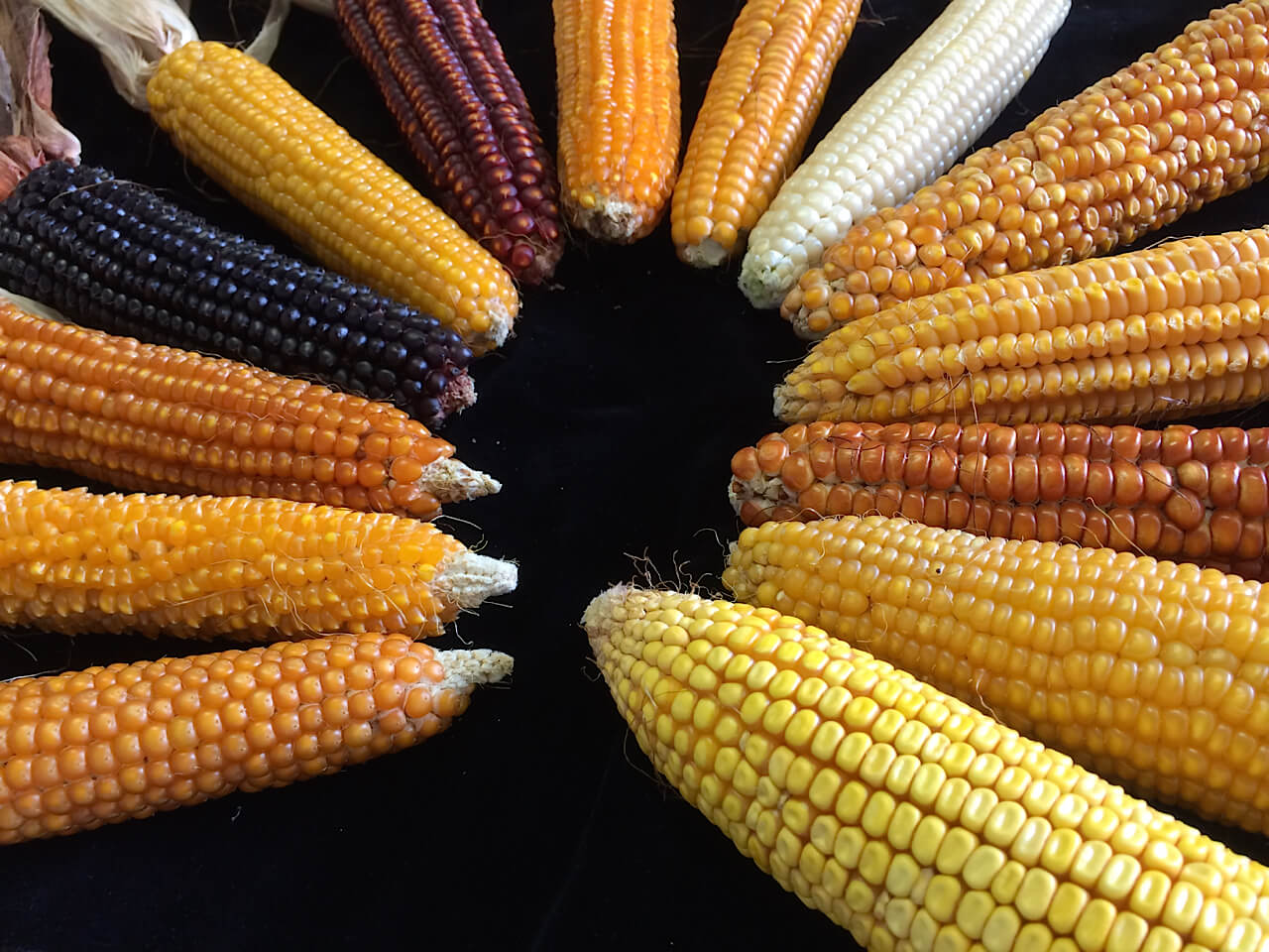 Valorizzare il mais lombardo, patrimonio di biodiversità e tradizione