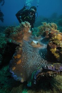 Il traffico delle conchiglie giganti delle Tridacne sta sostituendo ...