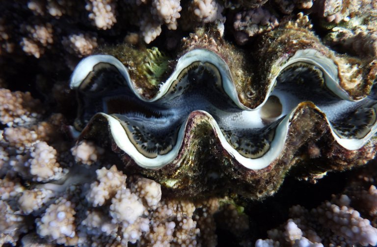 Il traffico delle conchiglie giganti delle Tridacne sta sostituendo ...