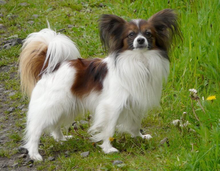 Papillon: caratteristiche, origine e carattere del cane farfalla