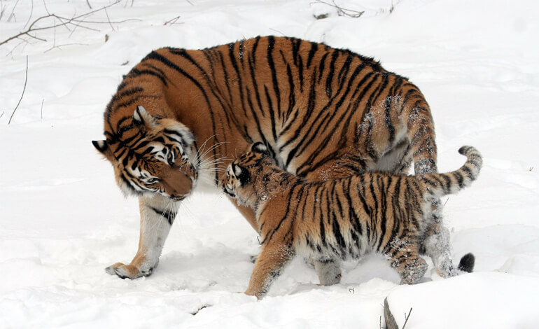Una Lectio Magistralis per conoscere l'eleganza letale dei felini