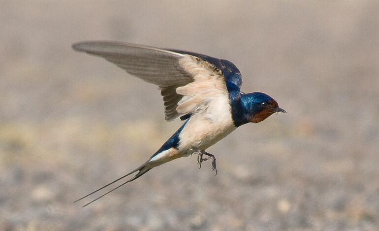 I lunghi viaggi delle rondini alla ricerca di cibo e di condizioni ...