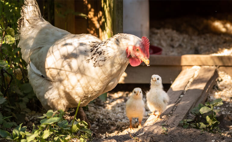 Pulcini: la rivincita delle femmine