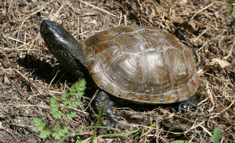 Un progetto LIFE in soccorso delle testuggini palustri europee
