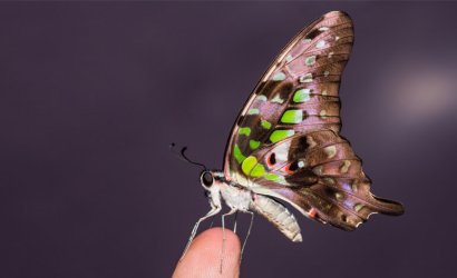 Quanto vive una farfalla?