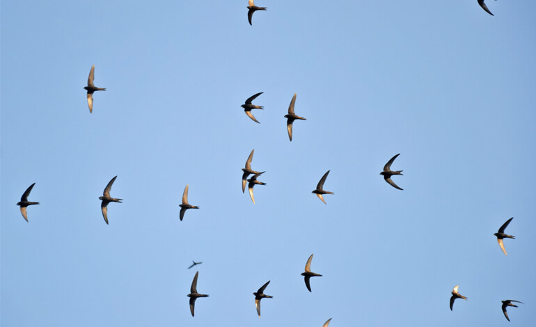 Tutti insieme per i rondoni allo World Swift Day