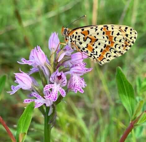 Drylands: un habitat da restaurare