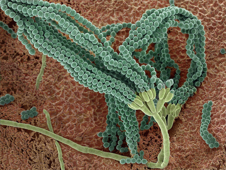 Torino è la capitale dei microrganismi