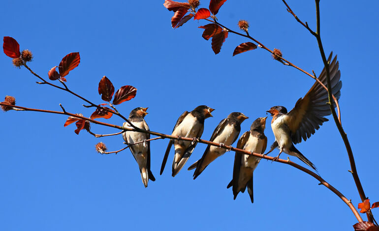 L’antenata della rondine viveva in Africa 280 mila anni fa