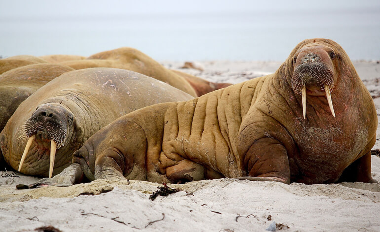 Salviamo i trichechi con il progetto “Walrus from Space”