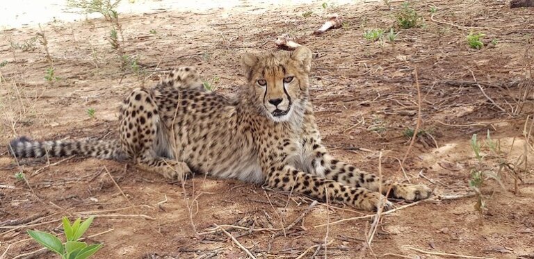 Ghepardo: il mammifero più veloce della terra