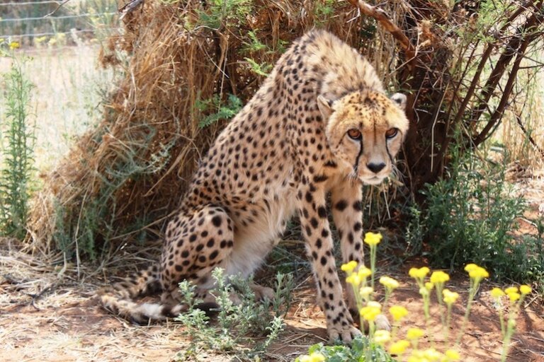 Ghepardo: il mammifero più veloce della terra