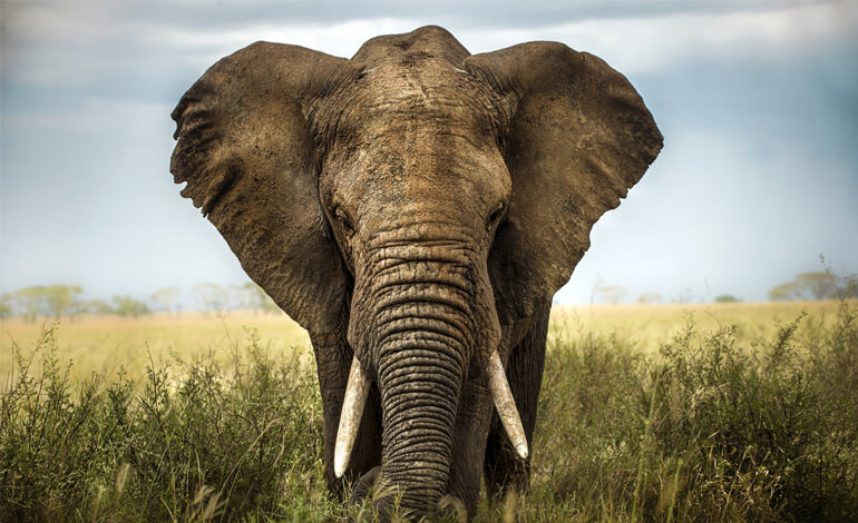 Giornata mondiale dell’elefante, specie sempre più minacciata dalla ...