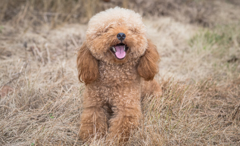 Il Barbone Toy, cane nobile dal portamento elegante e fiero