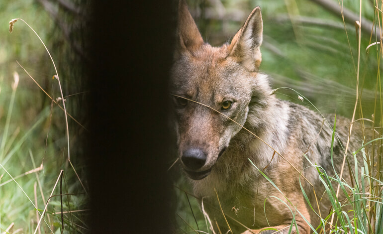 Dal punto di vista del lupo