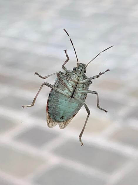 Rimedi innocui contro le cimici in casa