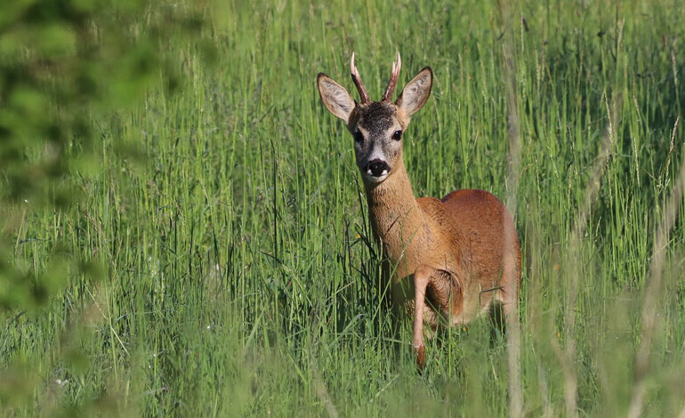 Le corna di capriolo monitorano l'inquinamento da piombo